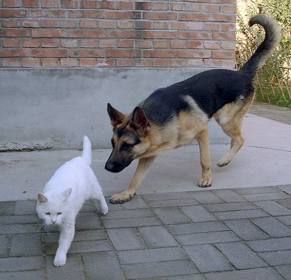 How to Introduce a Cat to a Dog Household | Kittens Whiskers